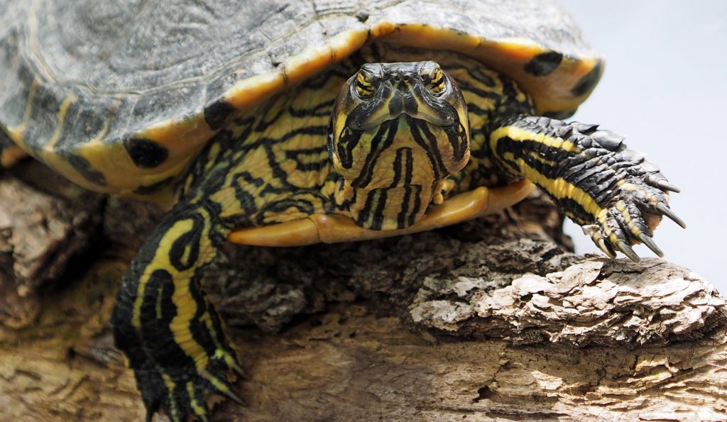 Turtle Names Boys Girls Funny Names For Turtles