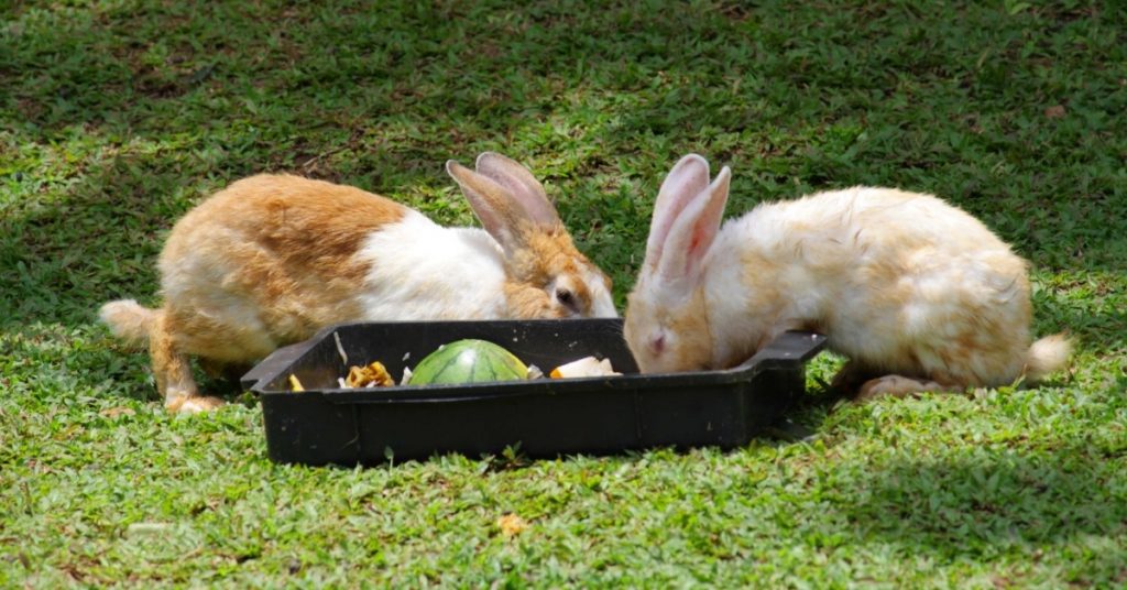 5 BEST Automatic Rabbit Feeders In 2021 For Greatest Peace Of Mind!