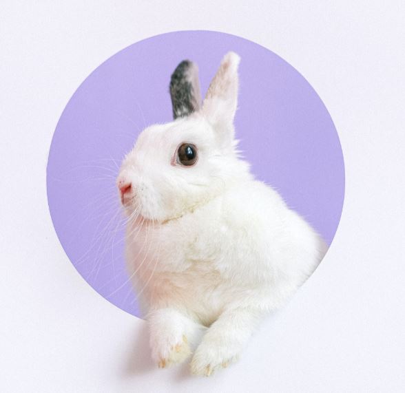 5 Best Automatic Rabbit Feeders And Why You Need One