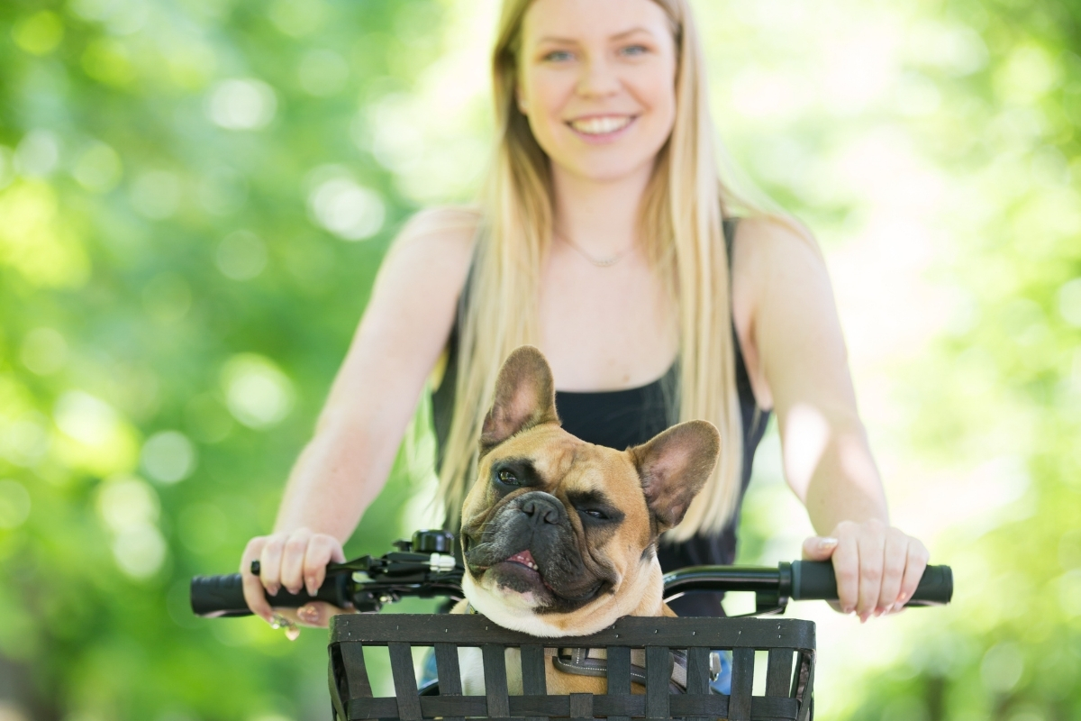 5 BEST Dog Bike Basket Reviews 2021: DON'T Get This Unsafe One!