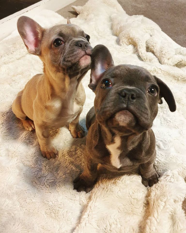 10 Different Types Of French Bulldogs 2022 With PICTURES!
